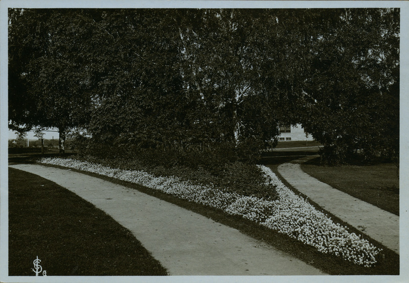 Campus walkway, between 1904 and 1907 | Iowa State University Photographs