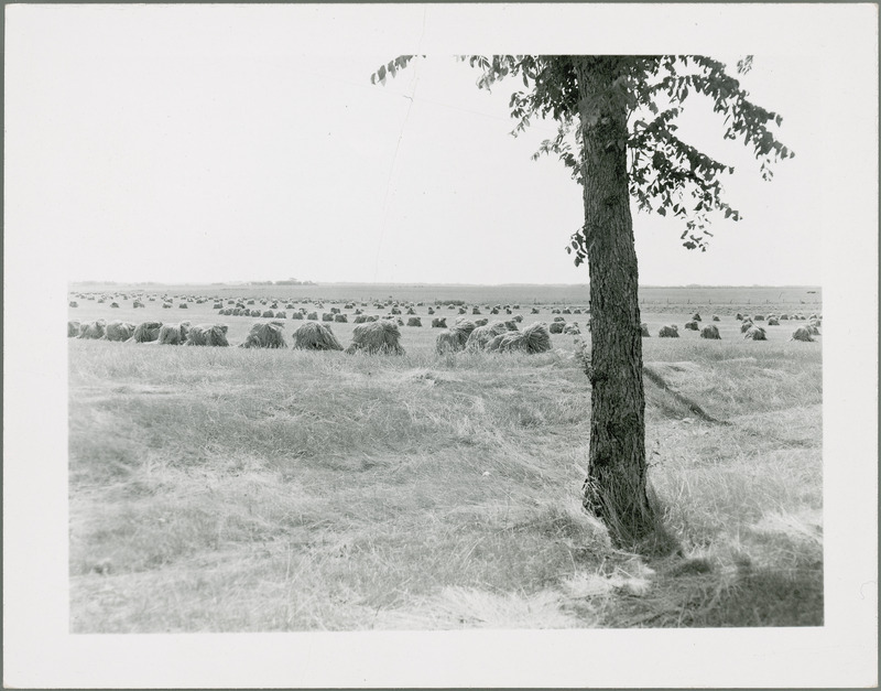 Haystacks in a field | Iowa State University Photographs
