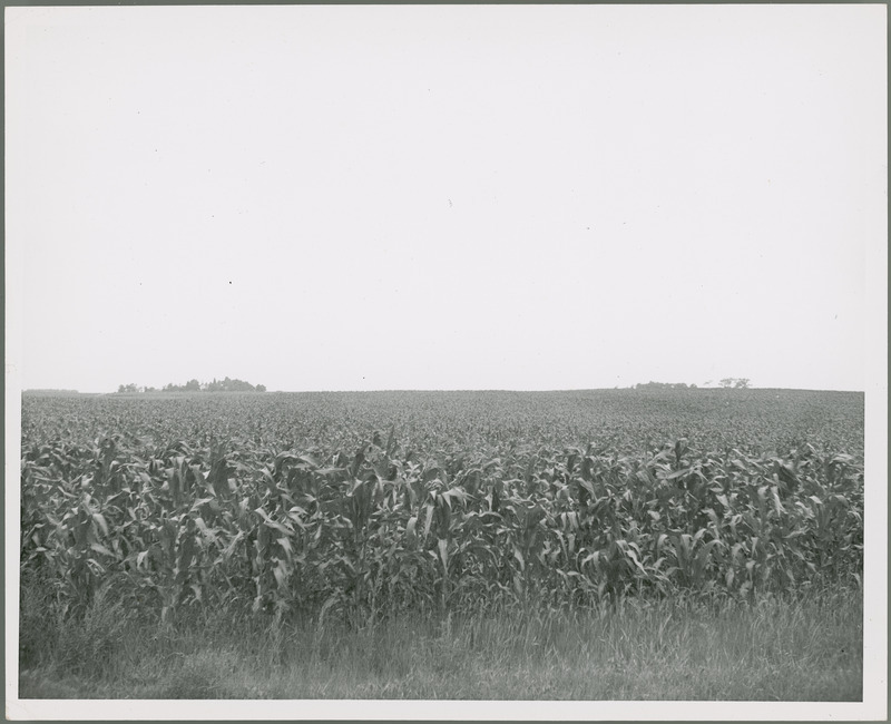 Corn field | Iowa State University Photographs