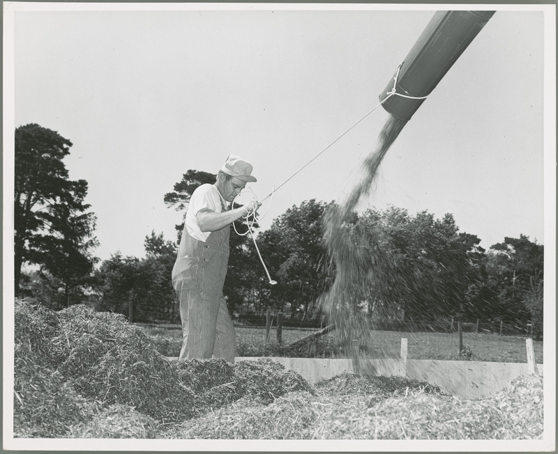 One worker filling a temporary silo | Iowa State University Photographs