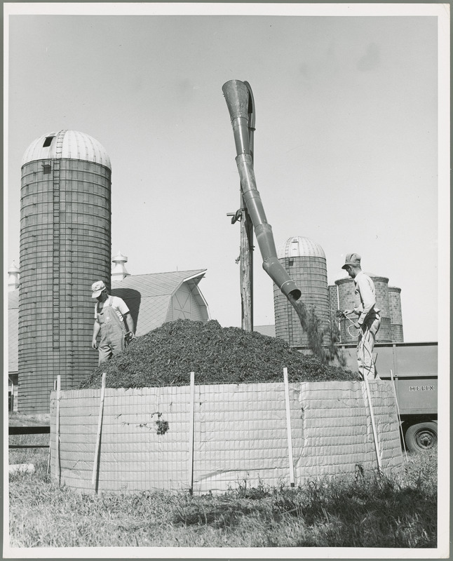 Filling temporary silo | Iowa State University Photographs