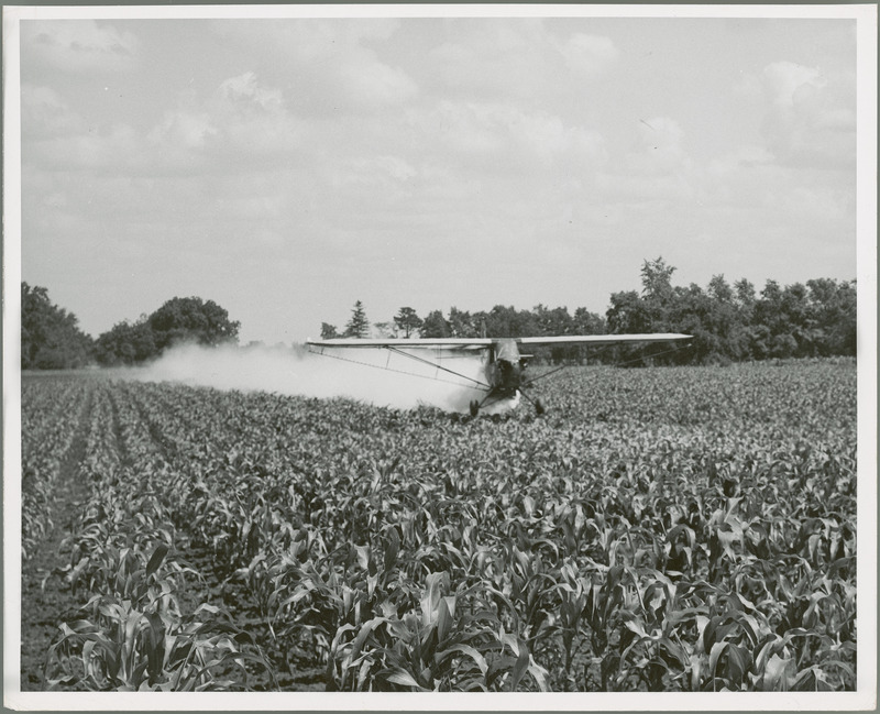 Dusting corn | Iowa State University Photographs