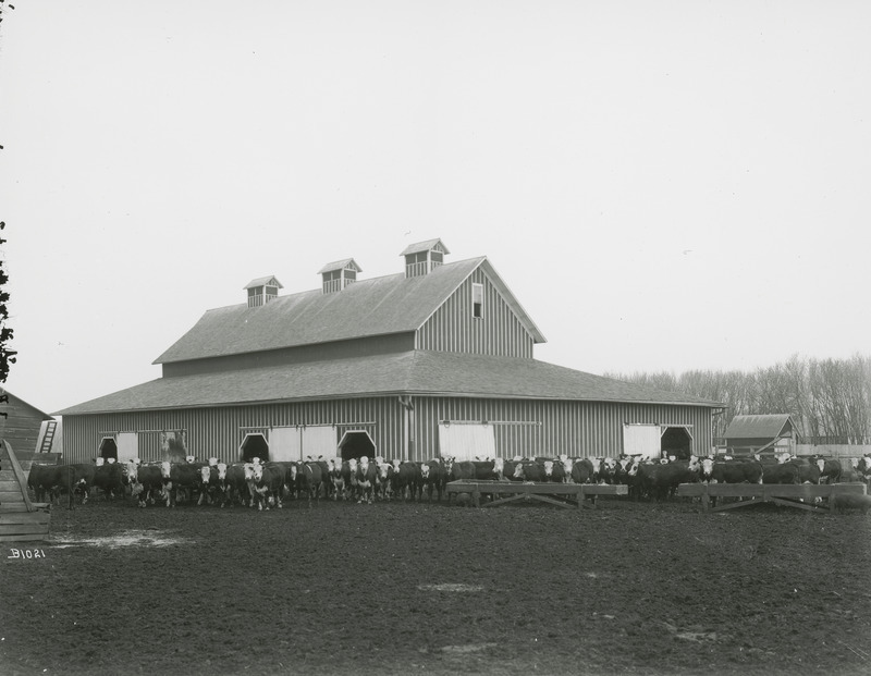 Cattle Barn | Iowa State University Photographs