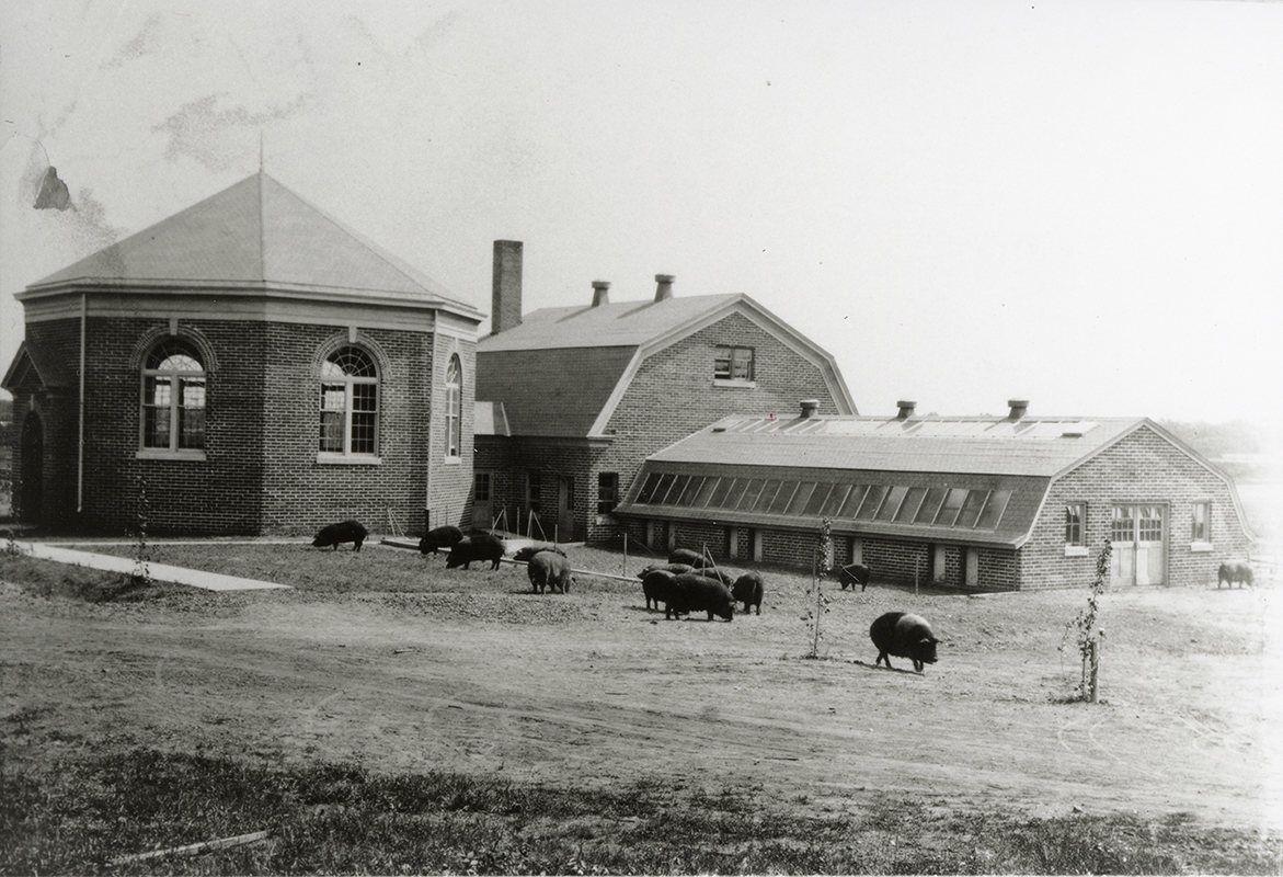 Photograph of the Hog Barn and the Pavilion | Iowa State University ...